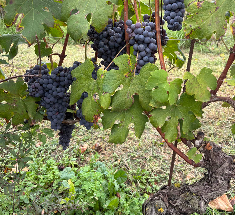 Nebbiolo Clones Explained: Lampia, Michet & More – BrunOlo